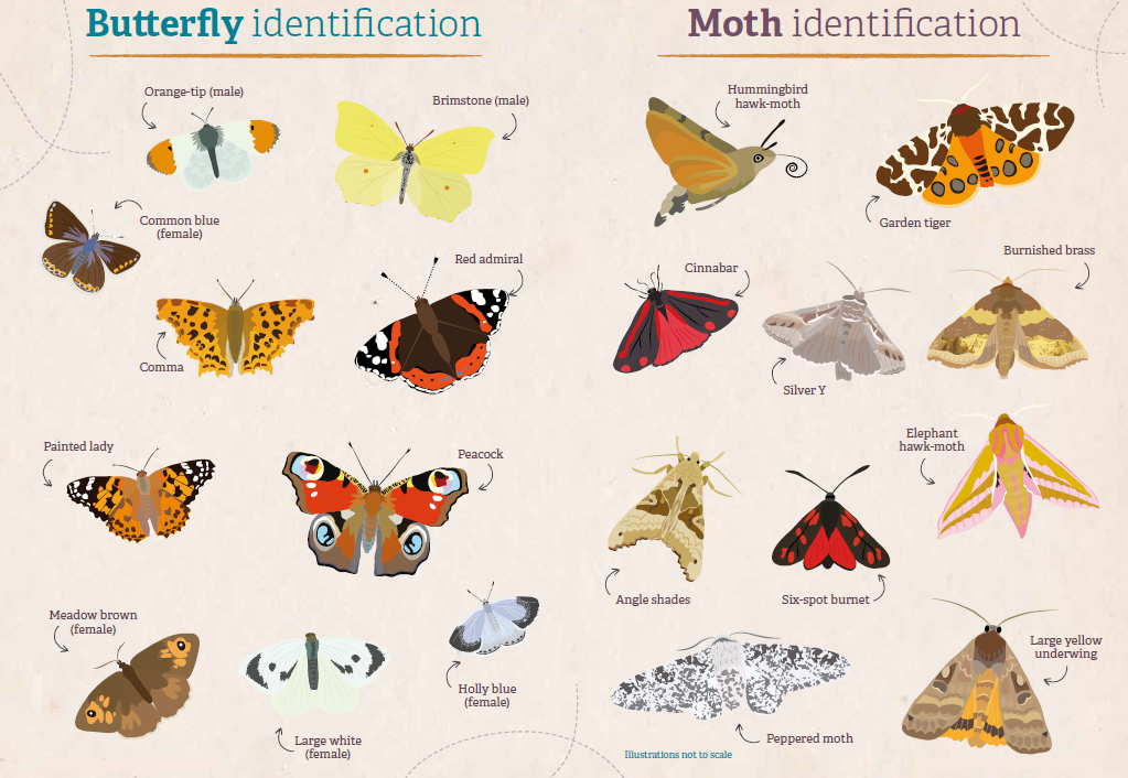 Identify British Butterflies Surrey Wildlife Trust
