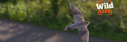 Wild LIVE | The Wildlife Trusts