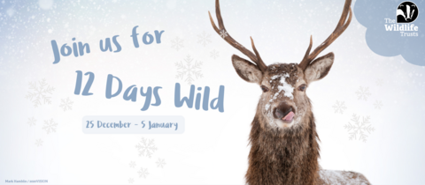 12 Days Wild | The Wildlife Trusts