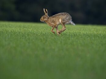 Hares | The Wildlife Trusts