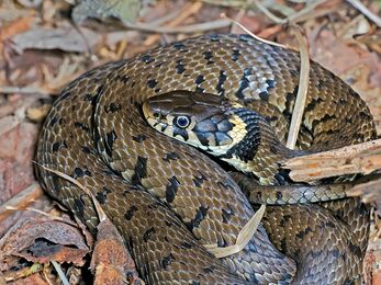 Identify UK snakes | The Wildlife Trusts