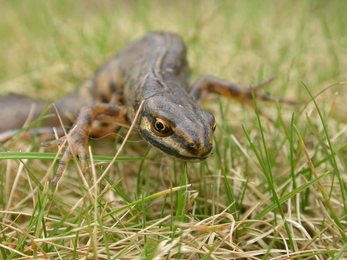 Newts | The Wildlife Trusts