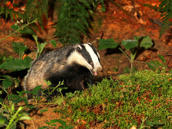 Badgers | The Wildlife Trusts