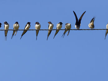 How to identify swifts, swallows, sand martins and house martins | The ...