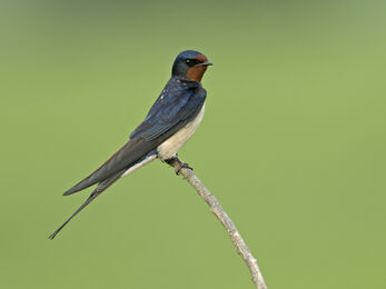 How to identify swifts, swallows, sand martins and house martins | The ...
