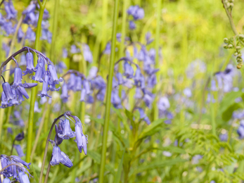 Spanish or native bluebell | The Wildlife Trusts