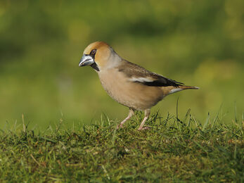 Where to see a hawfinch | The Wildlife Trusts