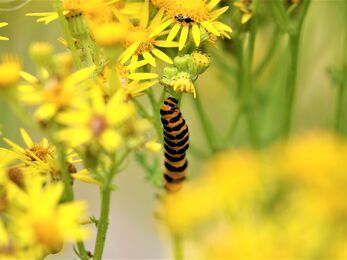 Cinnabar | The Wildlife Trusts