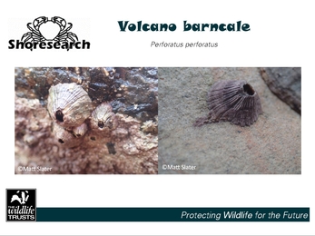 Shoresearch | The Wildlife Trusts