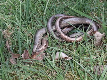 Slow worm | The Wildlife Trusts