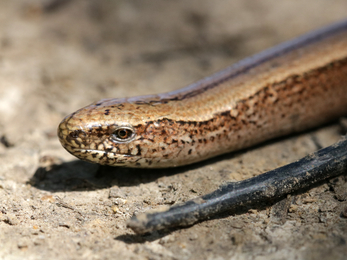 Slow worm | The Wildlife Trusts