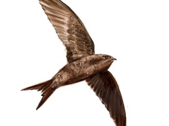 How to identify swifts, swallows, sand martins and house martins | The ...