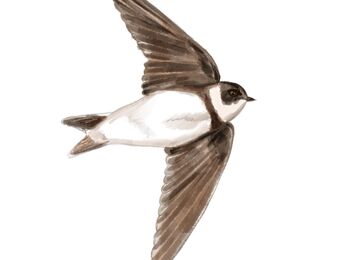 How to identify swifts, swallows, sand martins and house martins | The ...