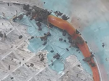 Planaria | The Wildlife Trusts