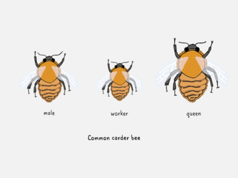 How to identify bumblebees | The Wildlife Trusts