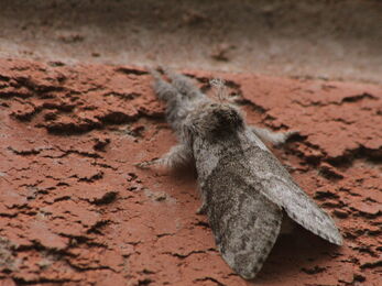 Pale tussock | The Wildlife Trusts