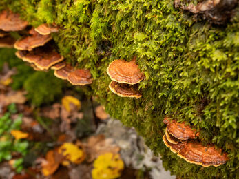 Hidden kingdom: a beginner’s guide to fungi | The Wildlife Trusts