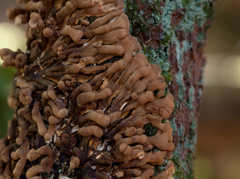 Temperate Rainforest Restoration | The Wildlife Trusts