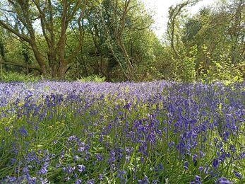 Transformative new investment for Cornish nature on land and at sea ...