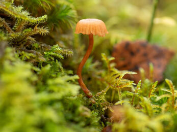 Where to see UK rainforest | The Wildlife Trusts