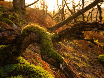 Where to see UK rainforest | The Wildlife Trusts