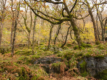 Where to see UK rainforest | The Wildlife Trusts