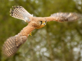 Kestrel | The Wildlife Trusts