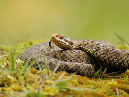 Identify UK snakes | The Wildlife Trusts