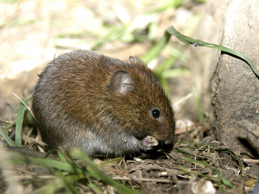 How to manage a hedgerow for wildlife | The Wildlife Trusts