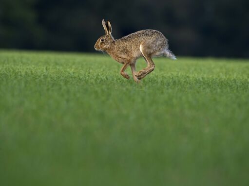 Hares | The Wildlife Trusts