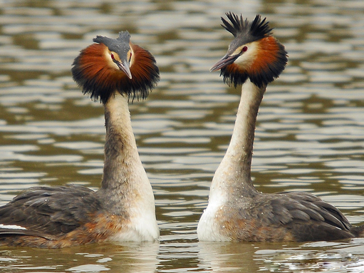 Grebes | The Wildlife Trusts