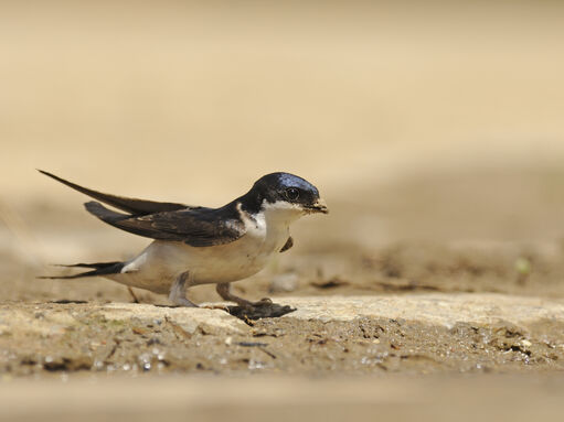 How to identify swifts, swallows, sand martins and house martins | The ...