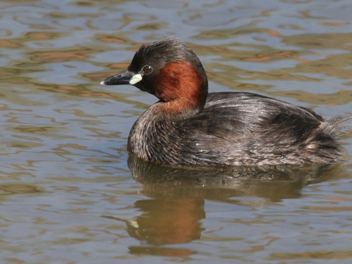 Grebes | The Wildlife Trusts