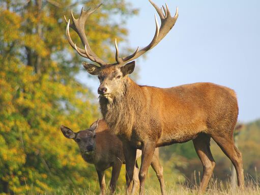 Red deer | The Wildlife Trusts
