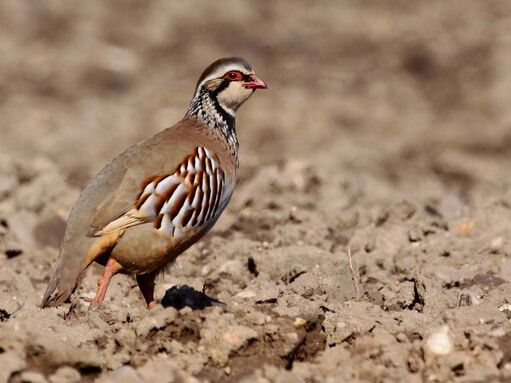 Twelve birds of Christmas | The Wildlife Trusts