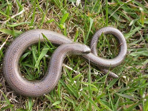 Identify UK snakes | The Wildlife Trusts