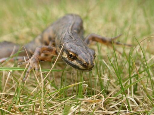 Newts | The Wildlife Trusts