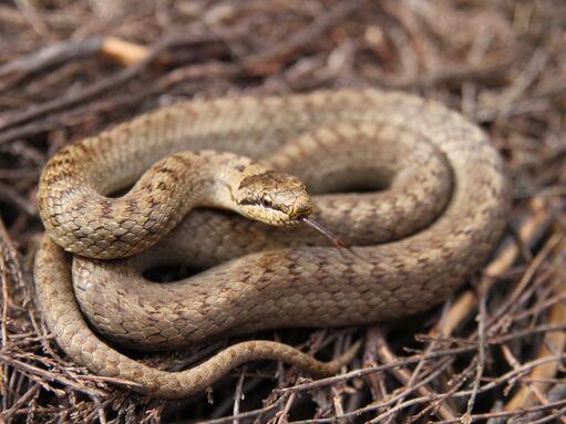 Reptiles | The Wildlife Trusts