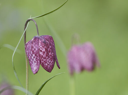 Fritillaries | The Wildlife Trusts