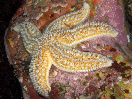 Common starfish | The Wildlife Trusts