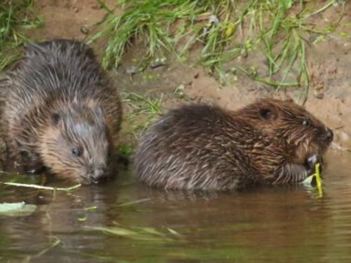 Where to see beavers | The Wildlife Trusts