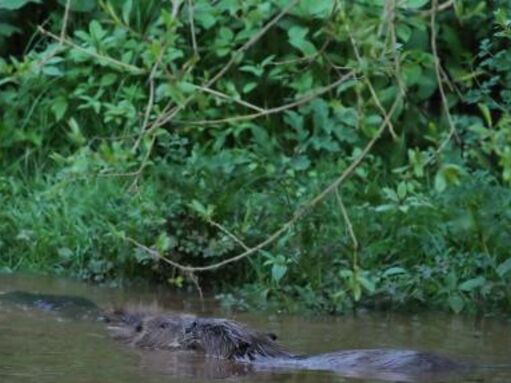Where to see beavers | The Wildlife Trusts