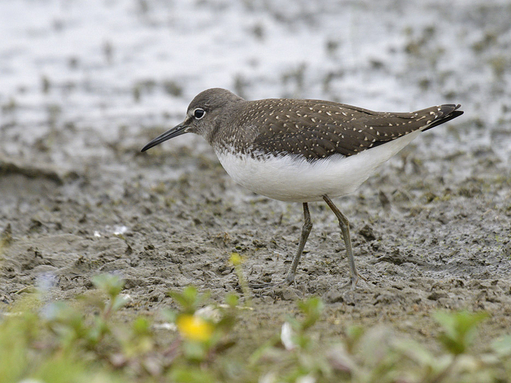 Wading into autumn | The Wildlife Trusts