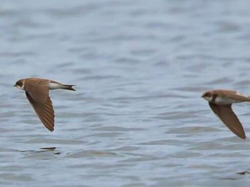Sand martins | The Wildlife Trusts