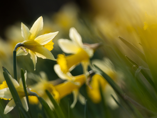 Wild daffodils | The Wildlife Trusts