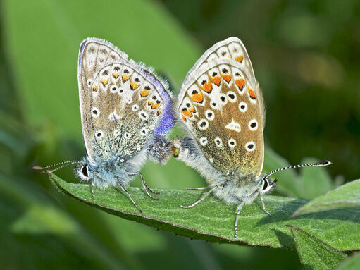 Blue butterflies | The Wildlife Trusts