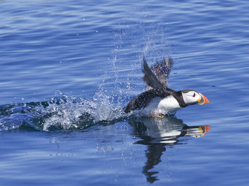 Where to see puffins | The Wildlife Trusts