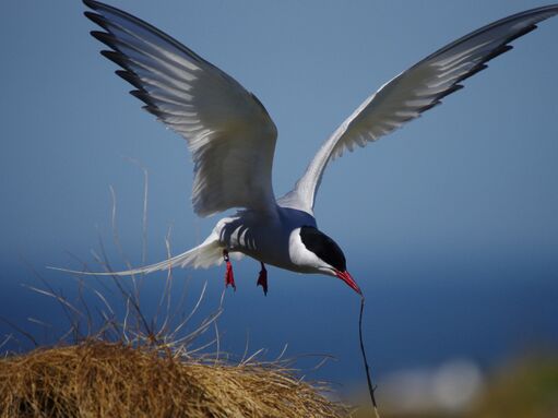 Terns | The Wildlife Trusts