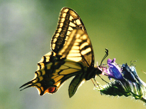 Swallowtail butterfly | The Wildlife Trusts