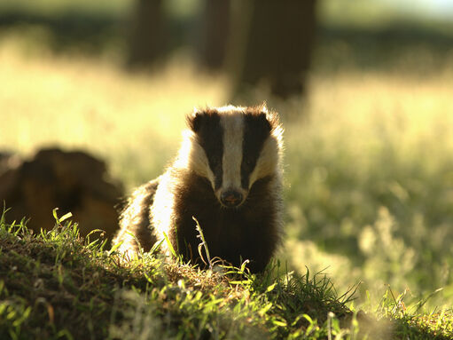 Badgers | The Wildlife Trusts